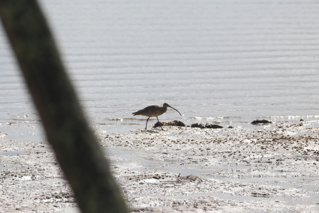 Far Eastern Curlew from Toorbul QLD, Australia on January 18, 2025 at ...