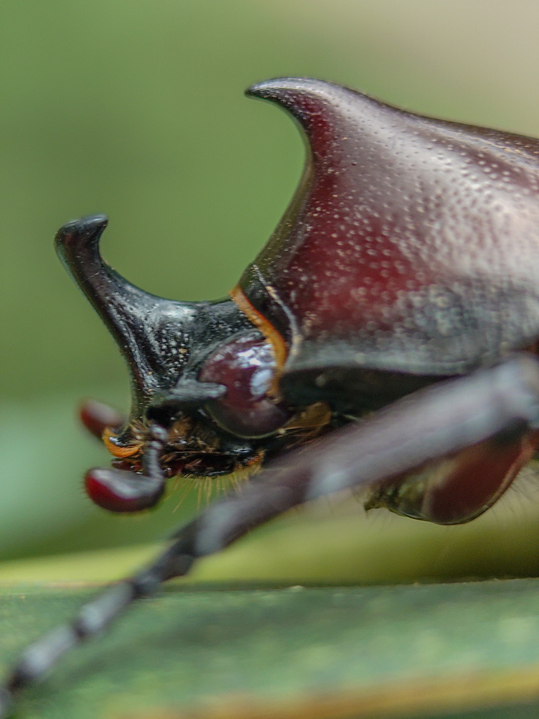 Xylotrupes gideon sondaicus from Remexio, Aileu, Timor-Leste on January ...