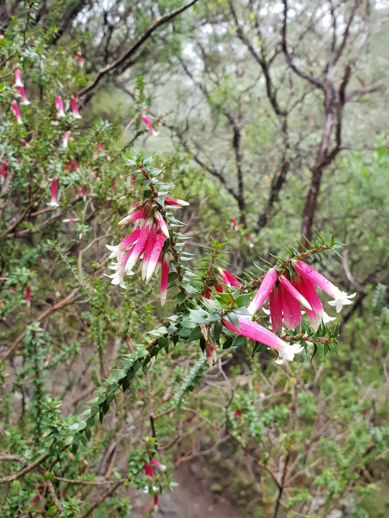Fuchsia Heath from Comara NSW 2440, Australia on April 22, 2019 at 12: ...