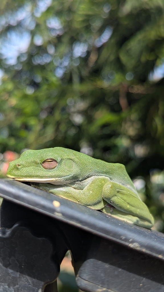 Malabar Gliding Frog from Teekoy - Mangalagiri Road, Chathapuzha ...