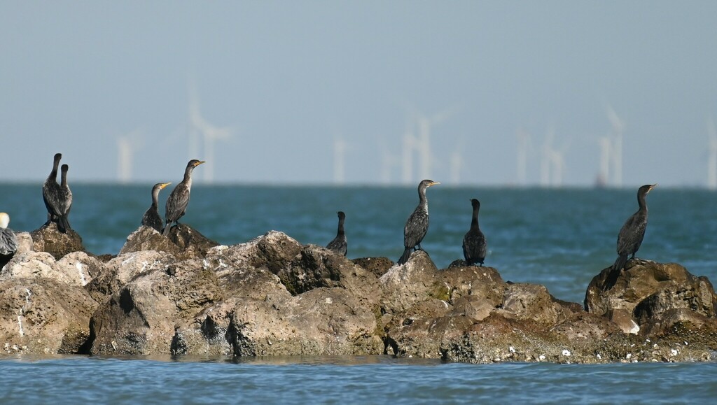 Double-crested Cormorant from Corpus Christi, TX, USA on January 16 ...