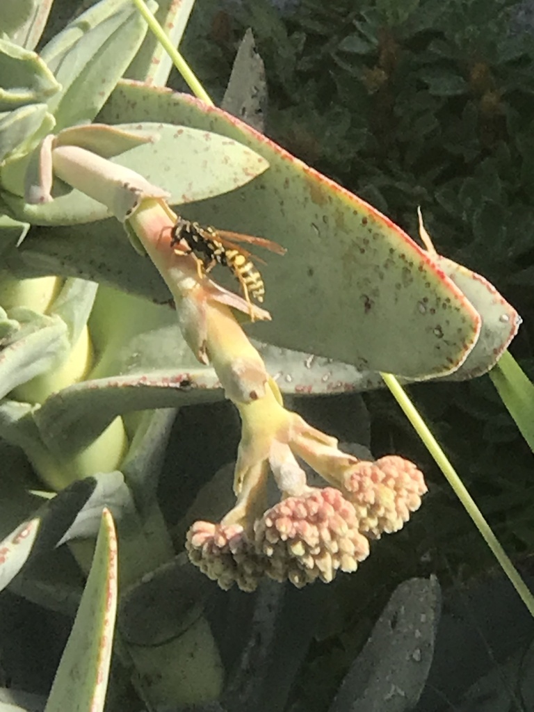 European Paper Wasp from Buckingham Road, Cape Town, Western Cape, ZA ...