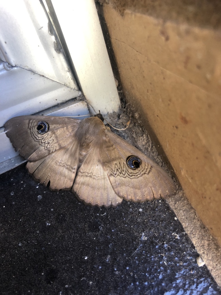 Southern Moon Moth from Dawes Rd, Kyabram, VIC, AU on November 3, 2024 ...