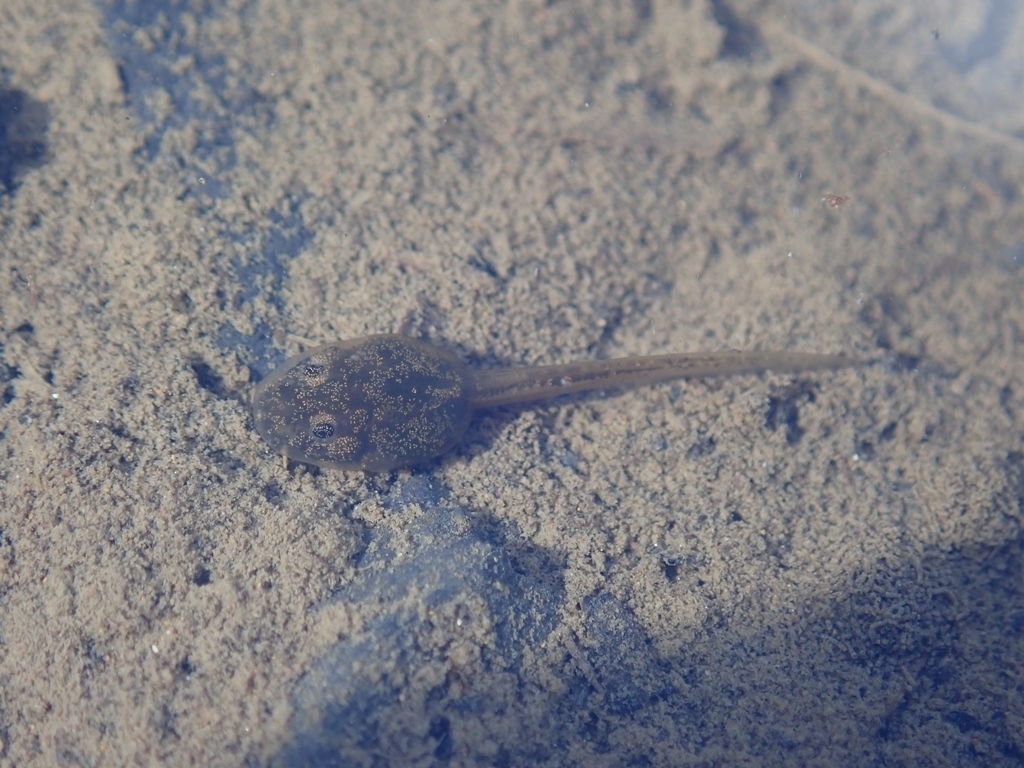 Amami Brown Frog in January 2025 by yah_japan · iNaturalist