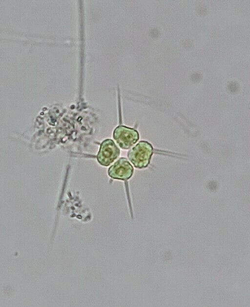 Tetrastrum heteracanthum from Brisbane QLD, Australia on January 18 ...