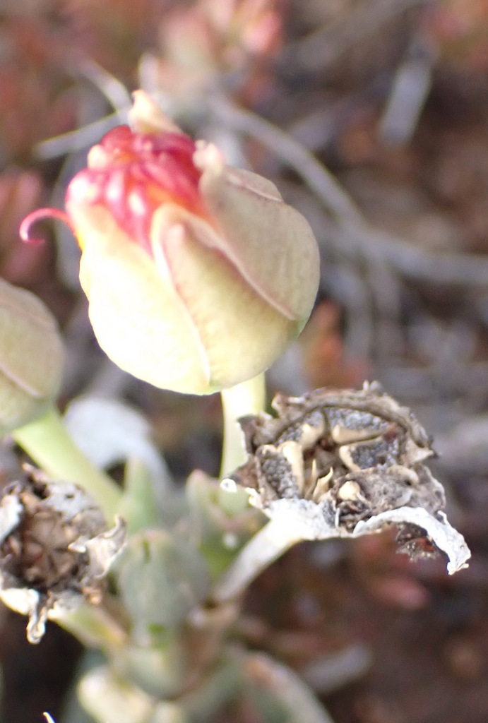 Hereroa glenensis from Roderick Hill, Bayswater Rural, Bloemfontein ...