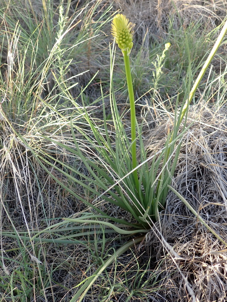 Yellow Cat's Tail from Roderick Hill, Bayswater Rural, Bloemfontein ...