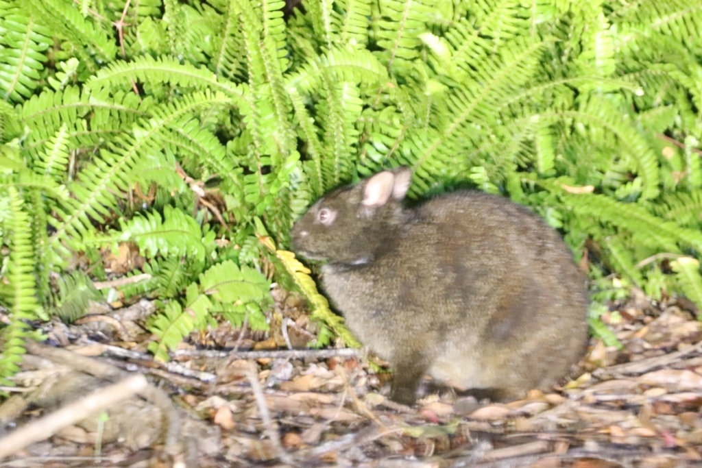 Amami Rabbit in January 2025 by yah_japan · iNaturalist
