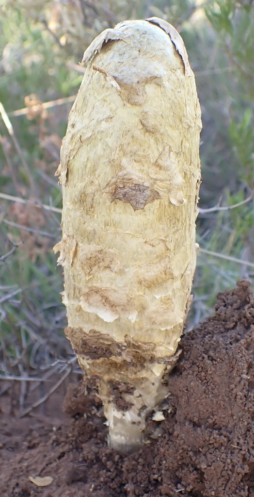 Podaxis termitophilus from Roderick Hill, Bayswater Rural, Bloemfontein ...