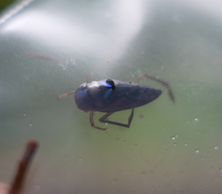 Enithares from ロビンソン滝 Tanah Rata, Pahang, マレーシア on September 23, 2024 ...