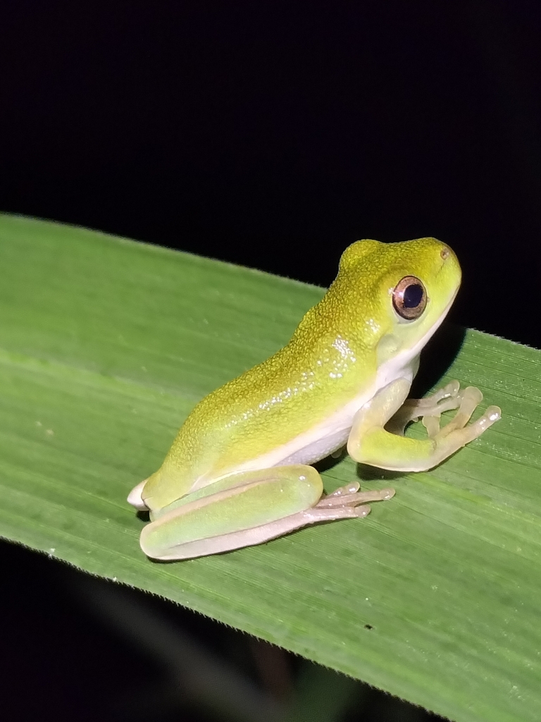 White-lipped Tree Frog from Kuranda Queensland 4881, Australien on ...