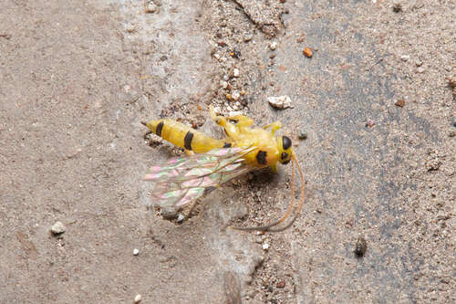 Xanthopimpla trias · iNaturalist