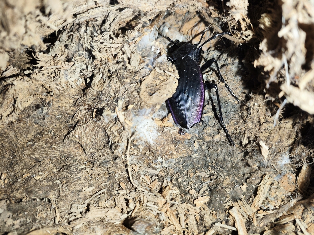 Carabus prodigus from Guangzhou, CN-GD, CN on January 18, 2025 at 02:30 ...