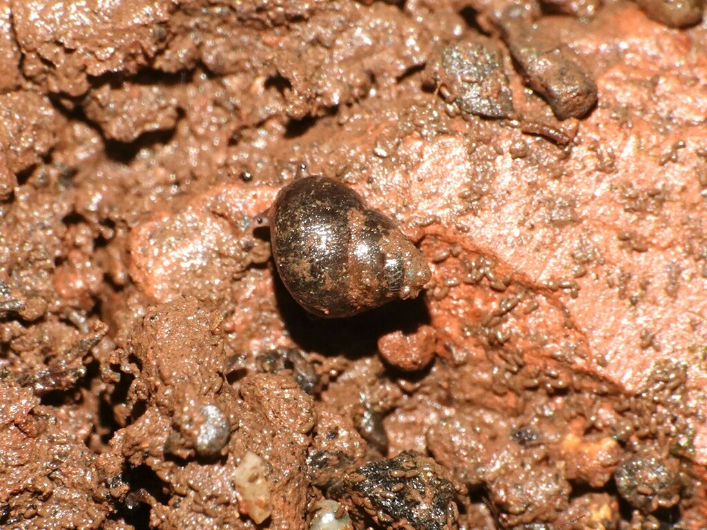 Assimineidae from Mumbai Zoo on January 16, 2025 at 12:03 PM by Dinesh ...