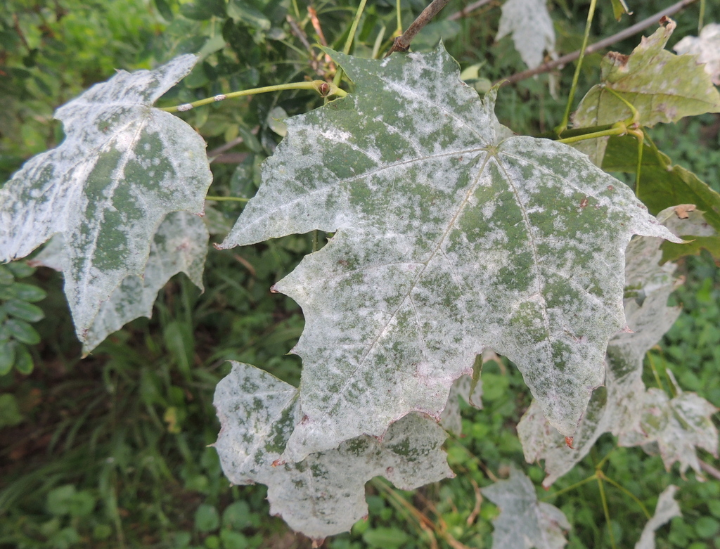 Sawadaea tulasnei from Мценский р-н, Орловская обл., Россия on July 28 ...