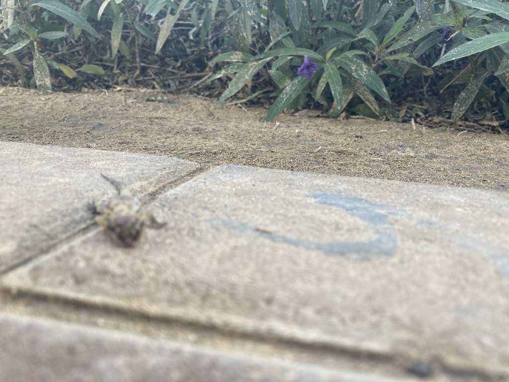 Heyden’s gecko from Sector, Dubai, Dubai, AE on January 7, 2025 at 04: ...