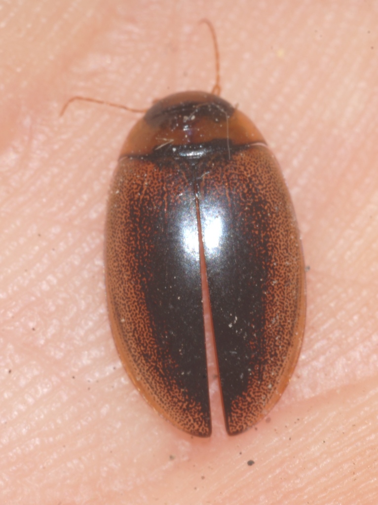 Hydaticus leander from Réserve naturelle du Méjean, sur le chemin, 43 ...