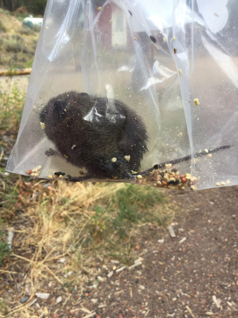 Long-tailed Vole (Mammals of Sagehen Creek Basin, CA) · iNaturalist
