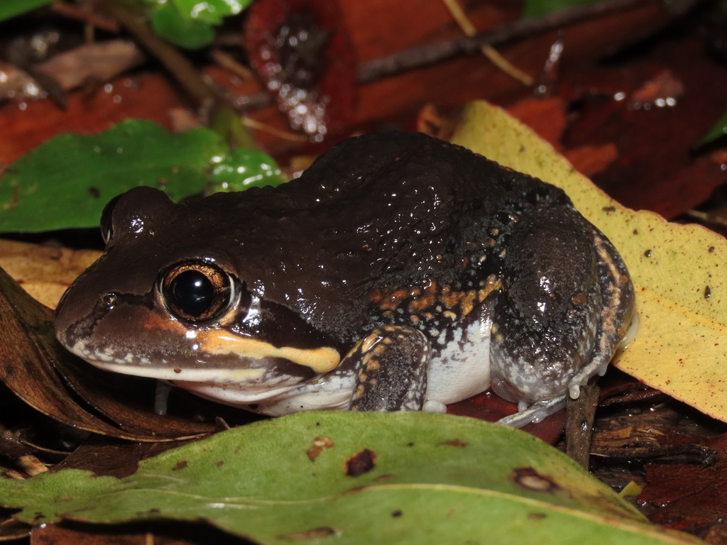 Scarlet-sided Banjo Frog from Daisy Hill QLD 4127, Australia on January ...