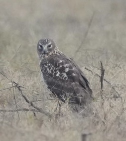 Northern Harrier from Fred Vail Rd, Lake Charles, LA, US on January 18 ...