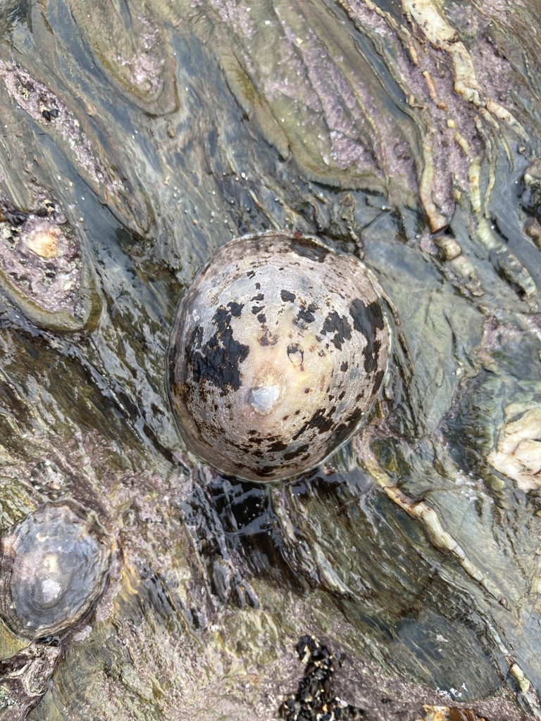 Common European Limpet from Falmouth Bay, Falmouth, England, GB on ...