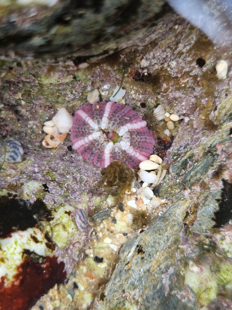 Gem Anemone from Falmouth TR11 4NZ, UK on January 18, 2025 at 02:05 PM ...