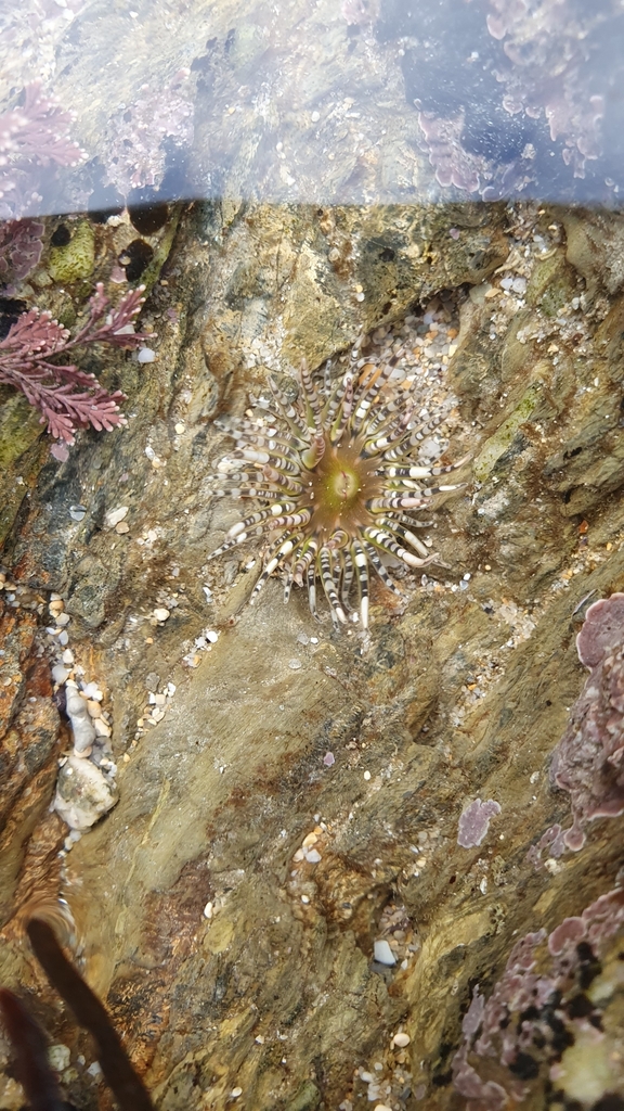 Gem Anemone from Falmouth TR11 4NZ, UK on January 18, 2025 at 02:11 PM ...