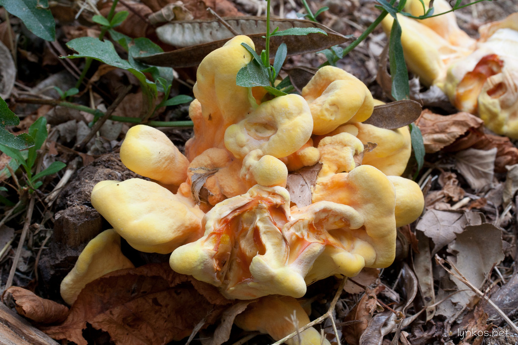chicken of the woods from Province of L'Aquila, Italy on August 13 ...
