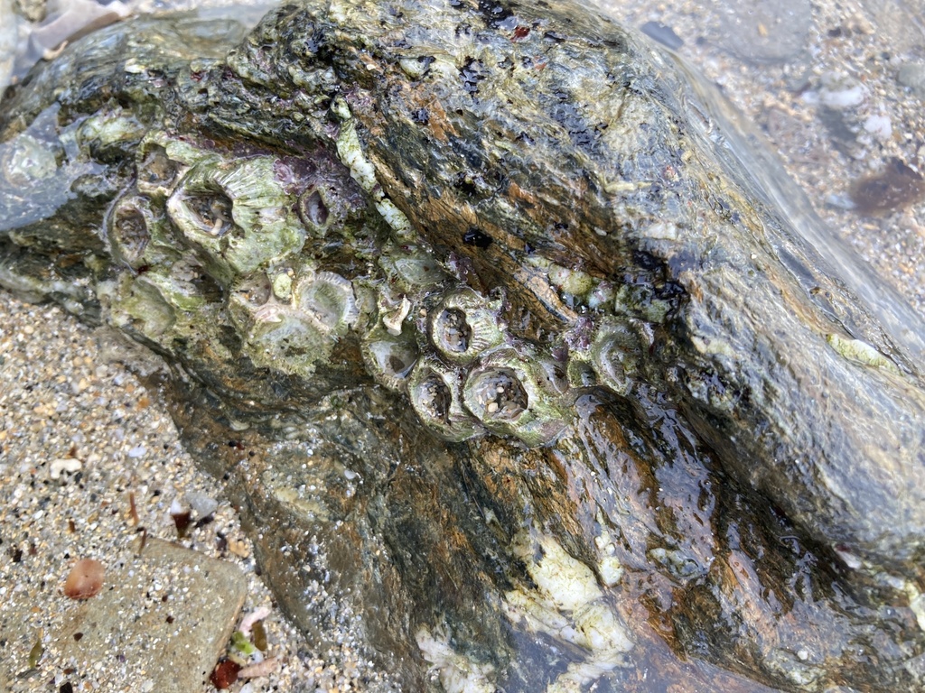 Volcano Barnacle from Falmouth Bay, Falmouth, England, GB on January 18 ...
