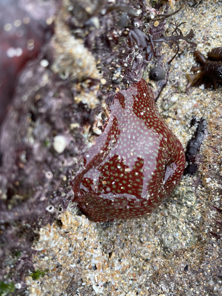 Strawberry Anemone from Falmouth Bay, Falmouth, England, GB on January ...