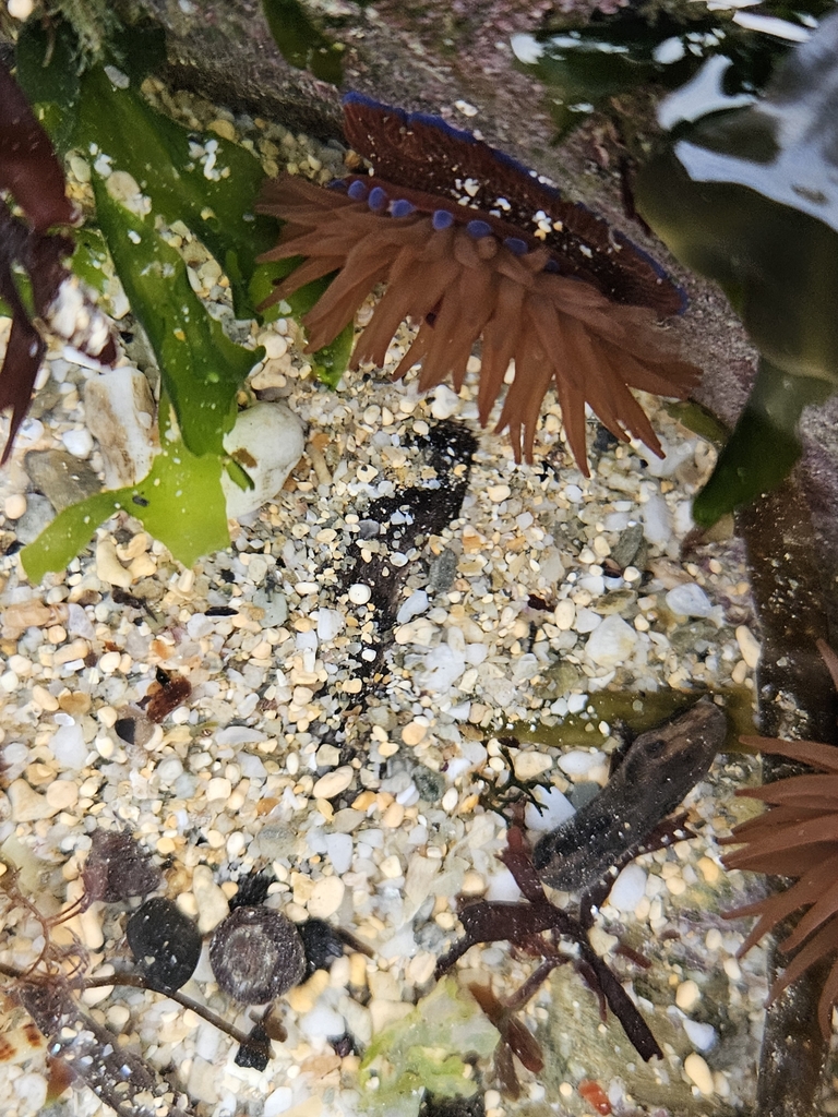 Atlantic Beadlet Anemone from Falmouth TR11 4NZ, UK on January 18, 2025 ...