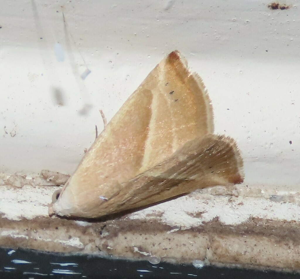 Straight-lined Seed Moth from 920 N Tower Rd, Alamo, TX 78516, USA on ...