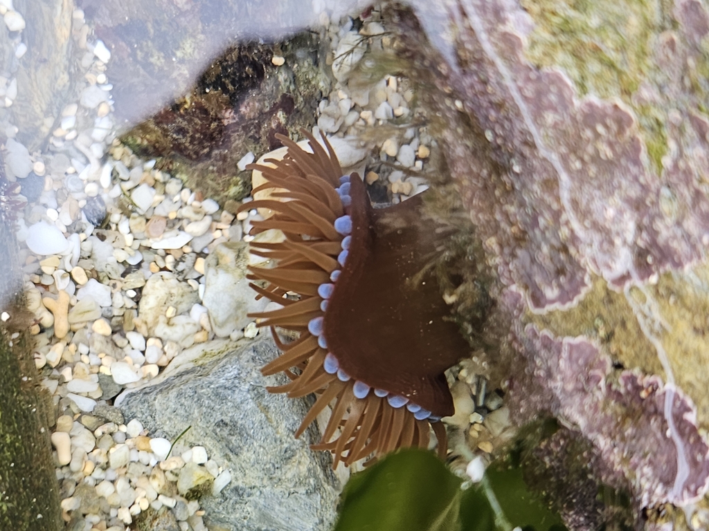 Atlantic Beadlet Anemone from Falmouth TR11 4NZ, UK on January 18, 2025 ...
