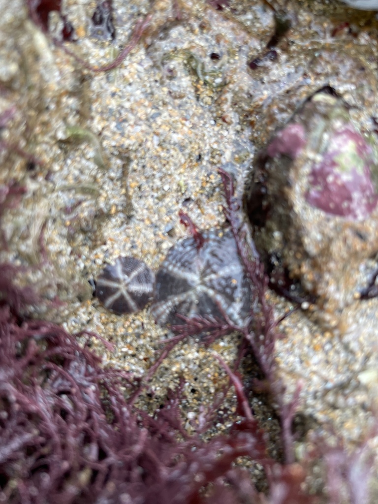 Gem Anemone from Cliff Road, Falmouth, England, GB on January 18, 2025 ...