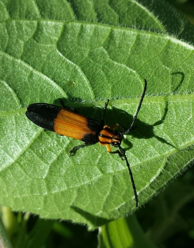 Pannychis sericea · iNaturalist Mexico