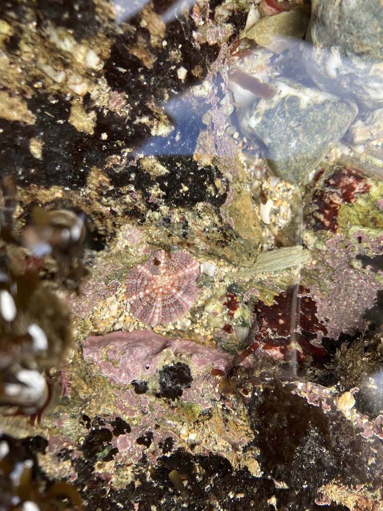 Gem Anemone from Cliff Road, Falmouth, England, GB on January 18, 2025 ...