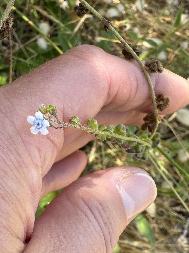 Australian Hound's-tongue from Glenelg Shire, Nelson, VIC, AU on ...
