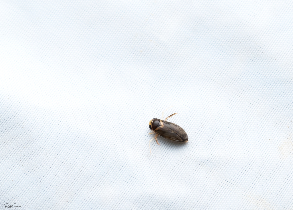 Micronecta from אשקלון, ישראל on October 31, 2024 at 07:28 PM by Rafi ...