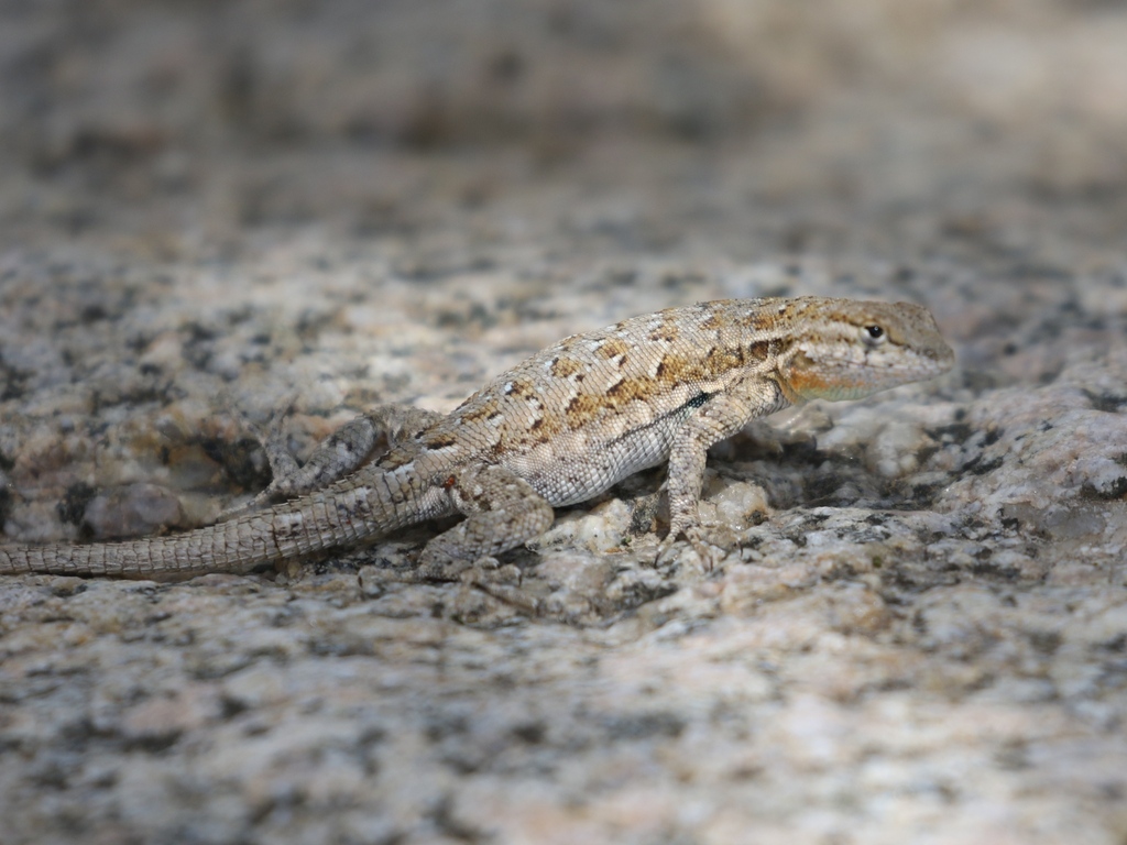 Common Side-blotched Lizard from Riverside County, CA, USA on May 5 ...