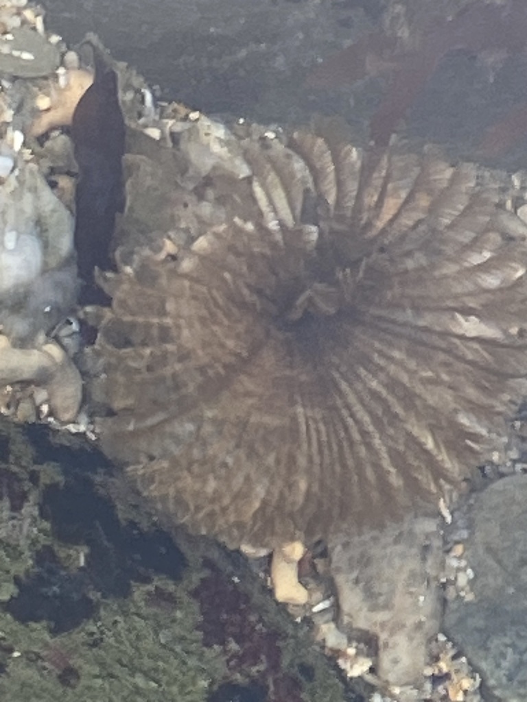 Acromegalomma vesiculosum from Cliff Road, Falmouth, England, GB on ...