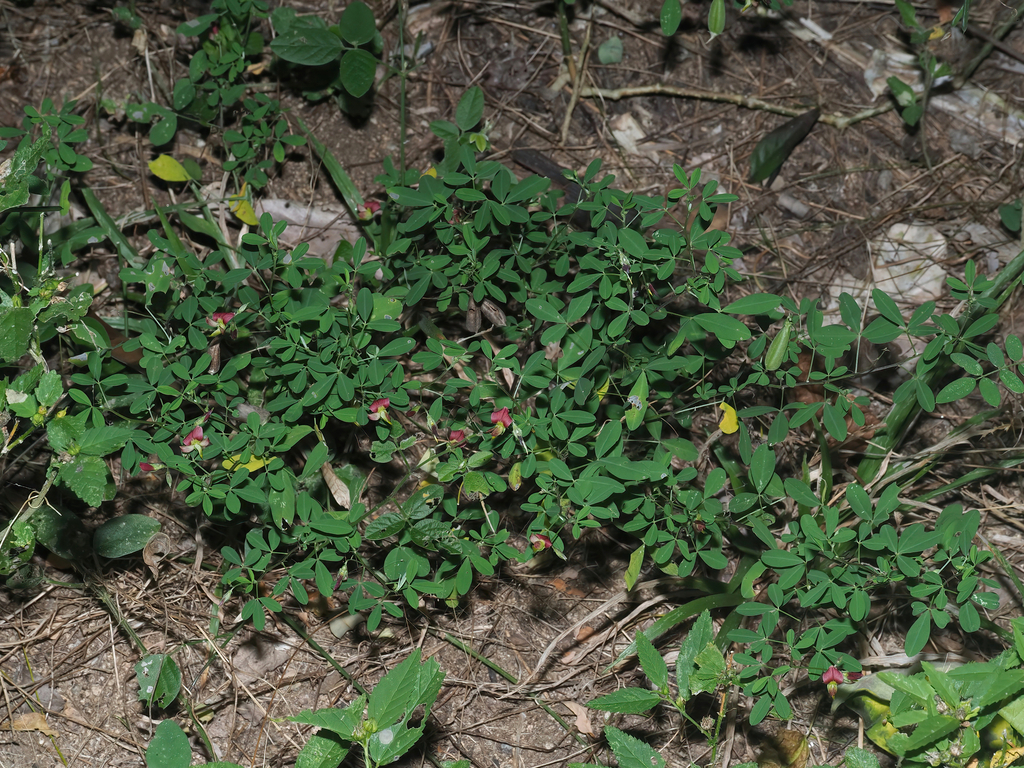 low rattlebox from La Huerta, Jal., Mexico on January 15, 2025 at 03:19 ...
