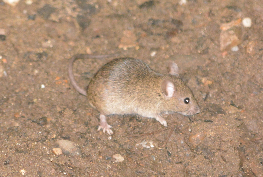 House Mouse from Outer Cir, London NW1 4RY, UK on December 02, 2024 at ...