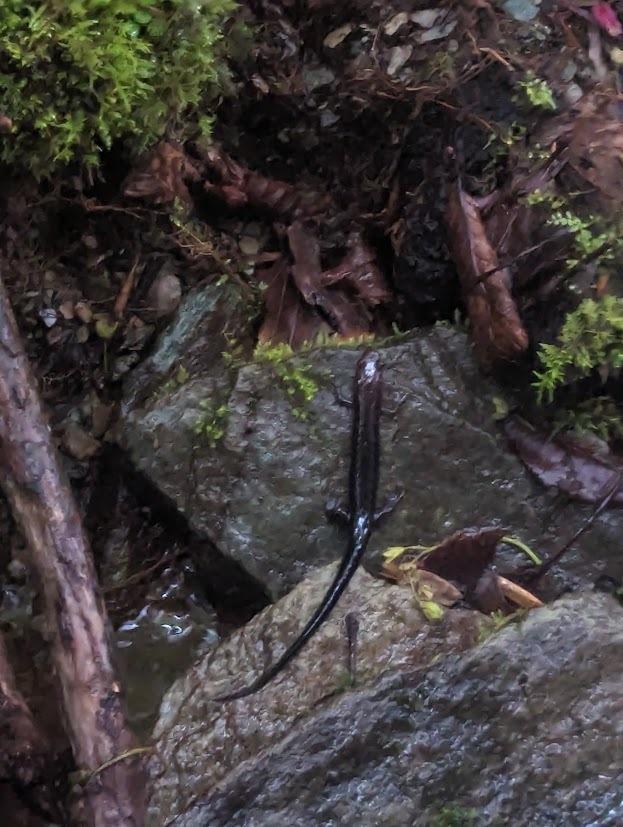 Blue Ridge Dusky Salamander in May 2024 by alexjojensen · iNaturalist