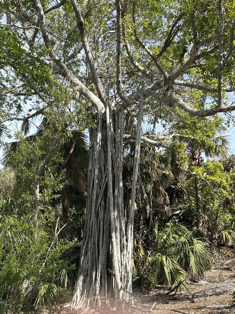 Florida Strangler Fig from Lovers Key State Park, Bonita Springs, FL ...