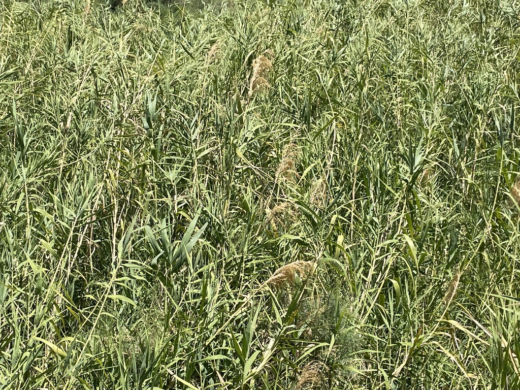 giant reed from Riverside County, CA, USA on May 5, 2024 at 12:01 PM by ...