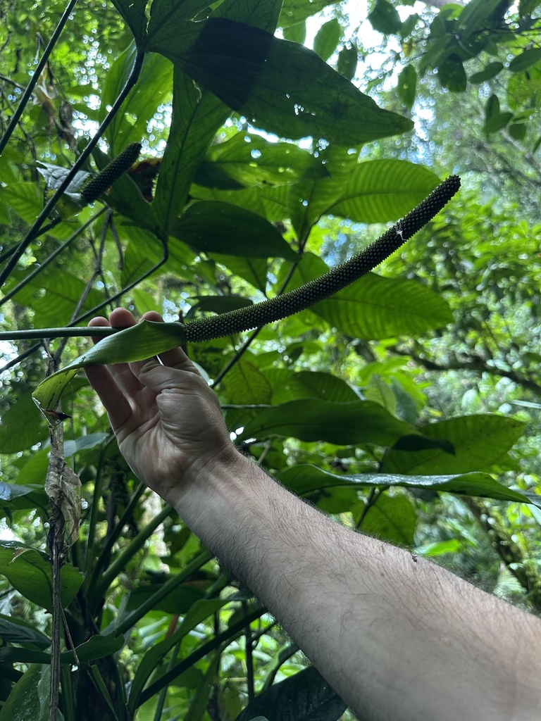 anthuriums from La Francia-Santa Rita, Santa Rosa de Cabal, Risaralda ...