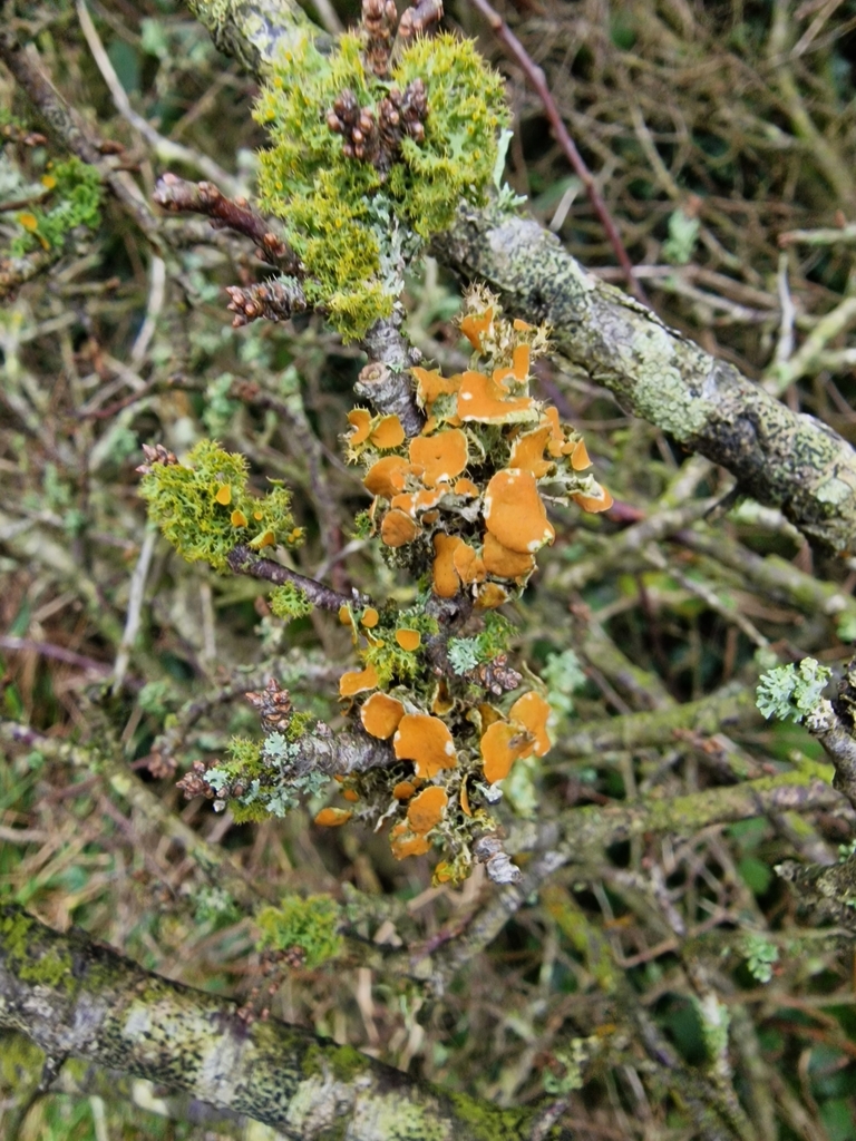 Golden-eye Lichen from Eastbourne BN20, UK on January 18, 2025 at 12:54 ...