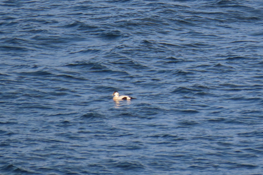 Common Eider in January 2025 by rose862 · iNaturalist