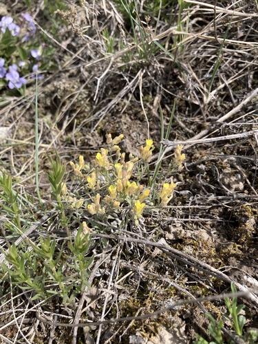 Photo 464527198, (c) pbulman, some rights reserved (CC BY-NC ...