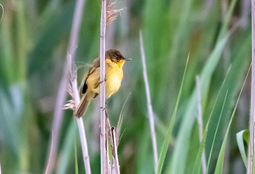 African Yellow-Warbler from Wakkerstroom, 2480, South Africa on January ...